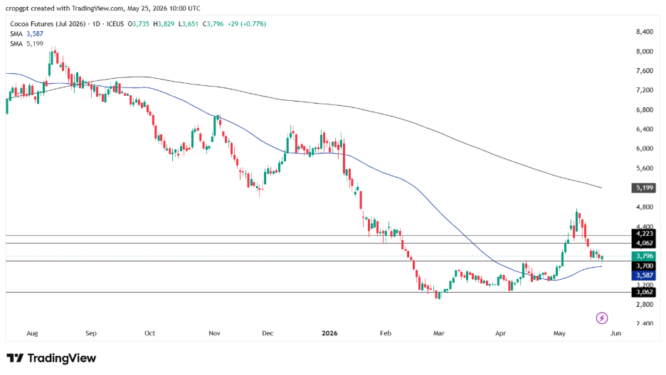 Cocoa Slides as Rising Ivory Coast Supply Pressures the Market